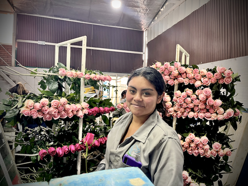 Esperance Roses