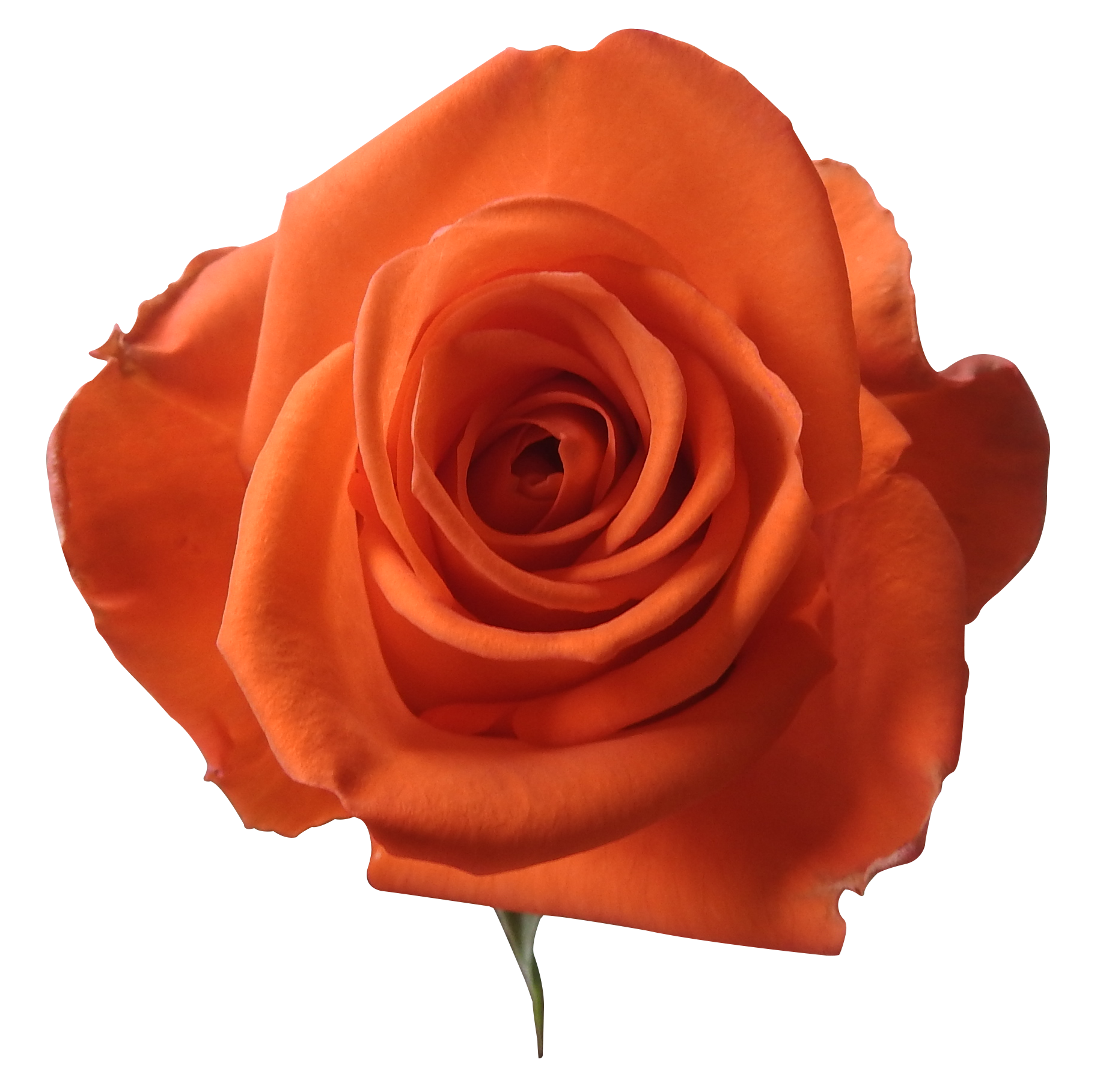 Esperance Roses