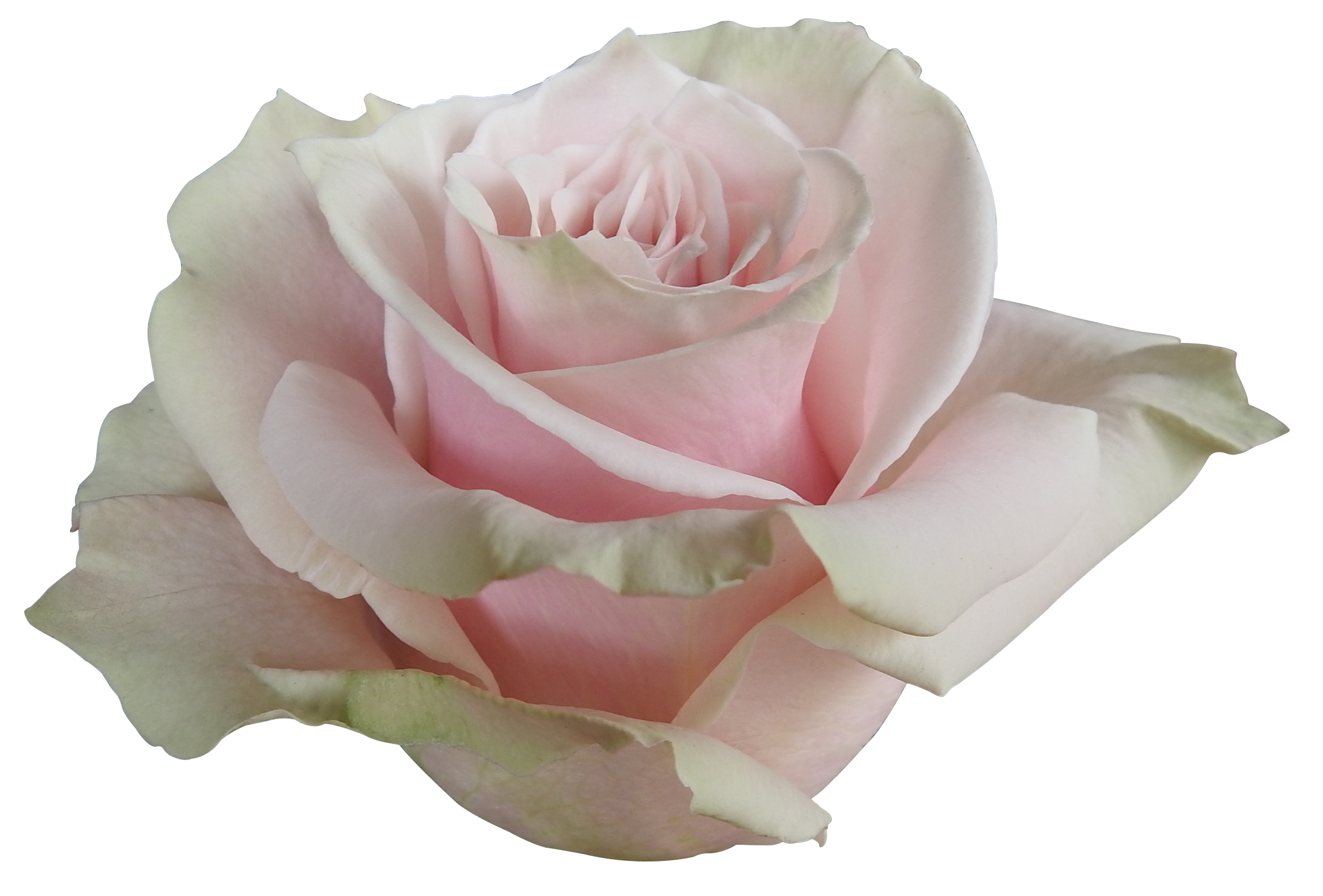 Esperance Roses