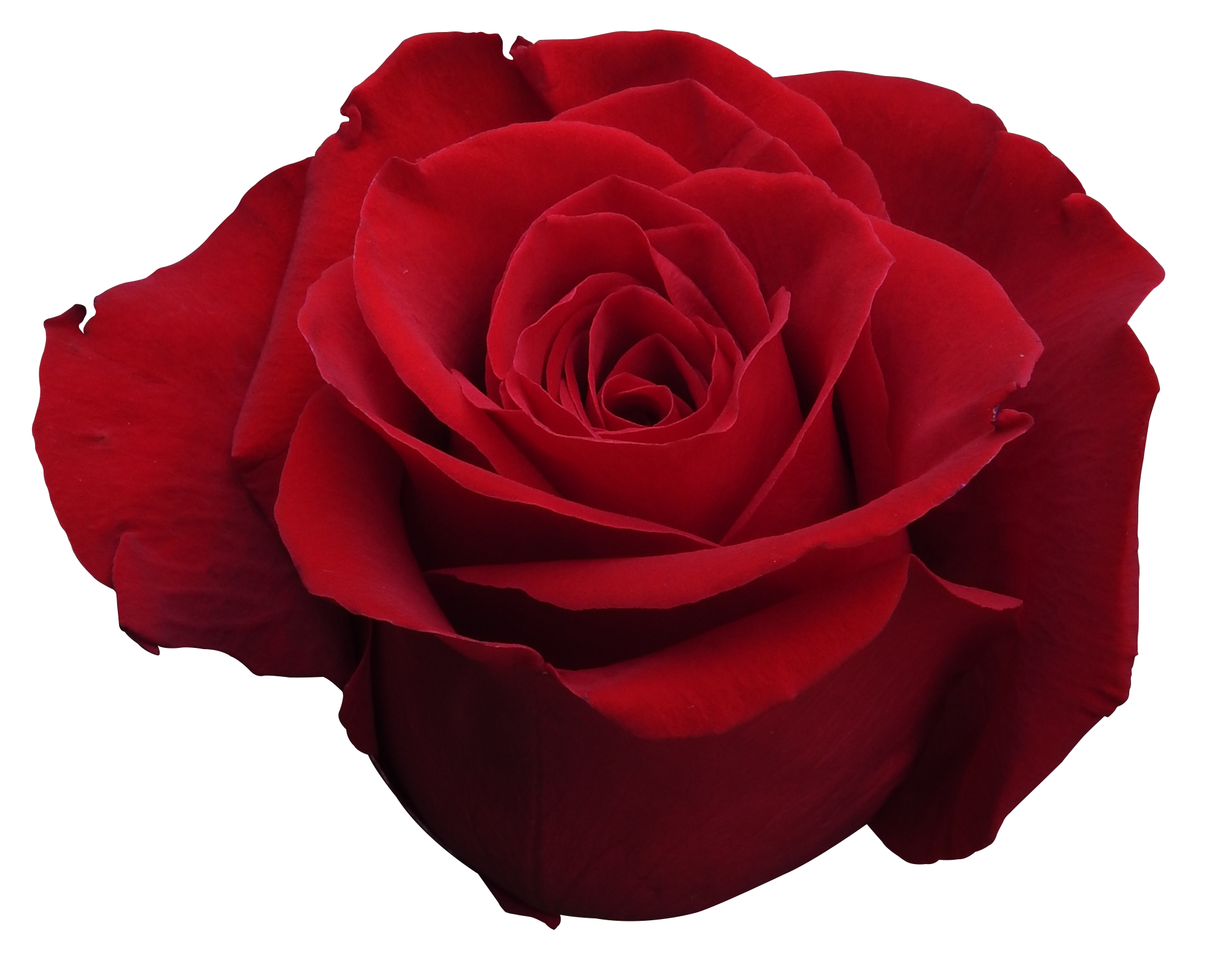 Esperance Roses