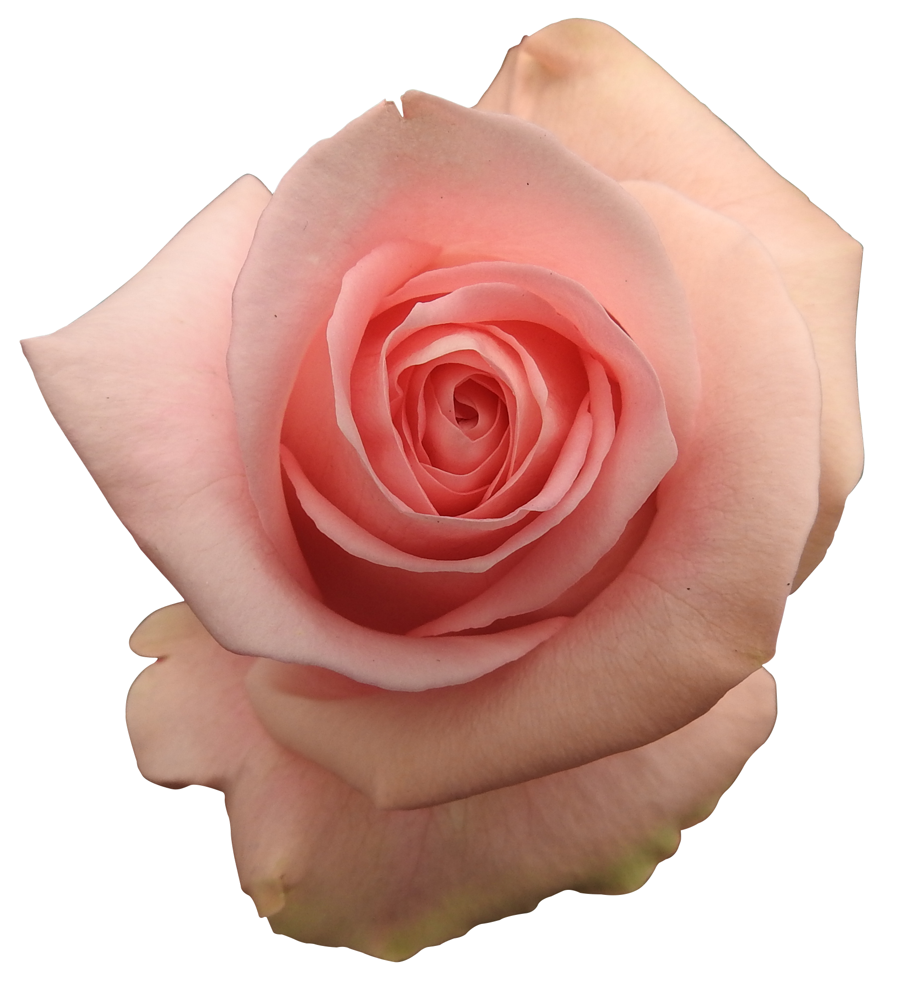 Esperance Roses