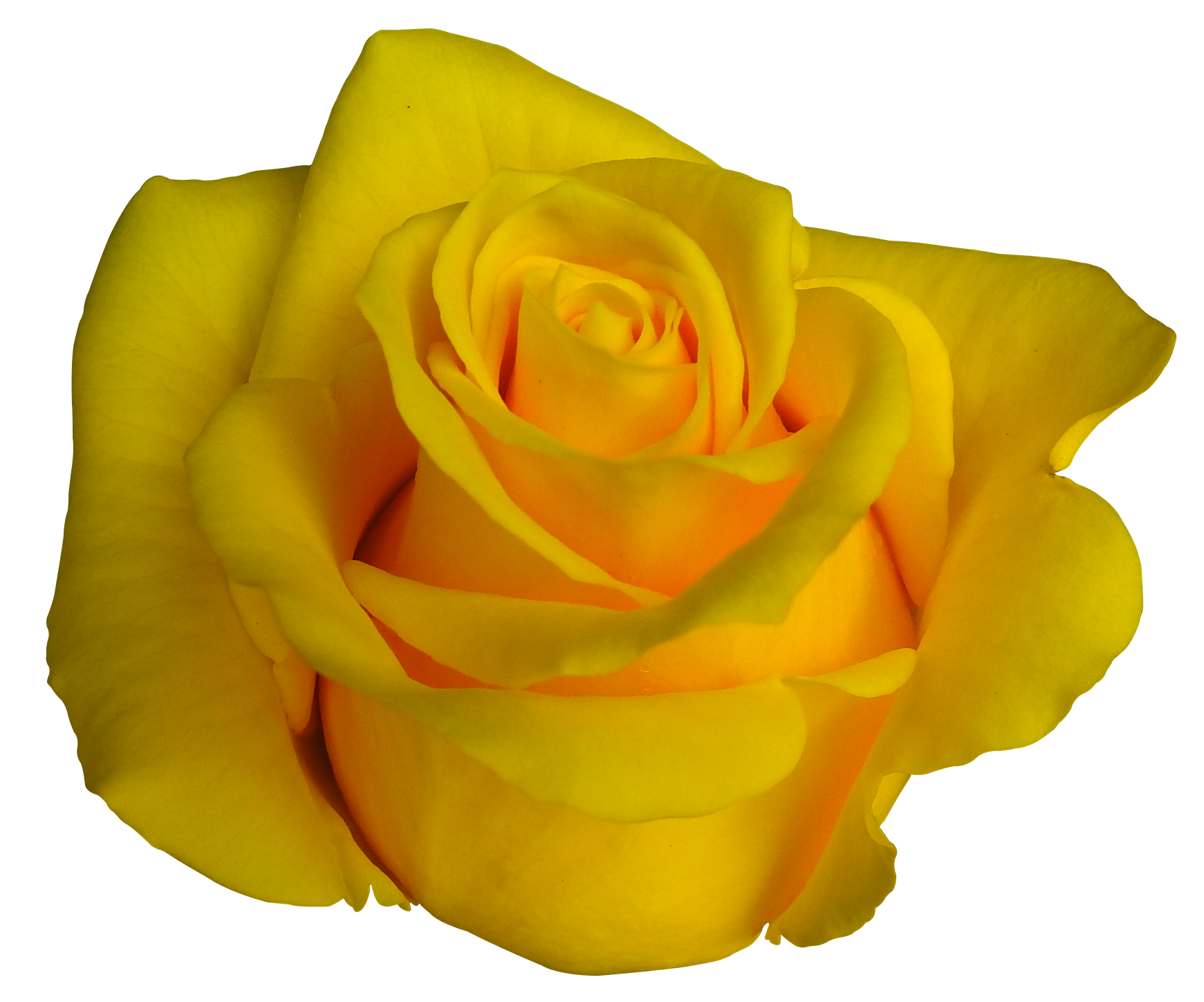 Esperance Roses