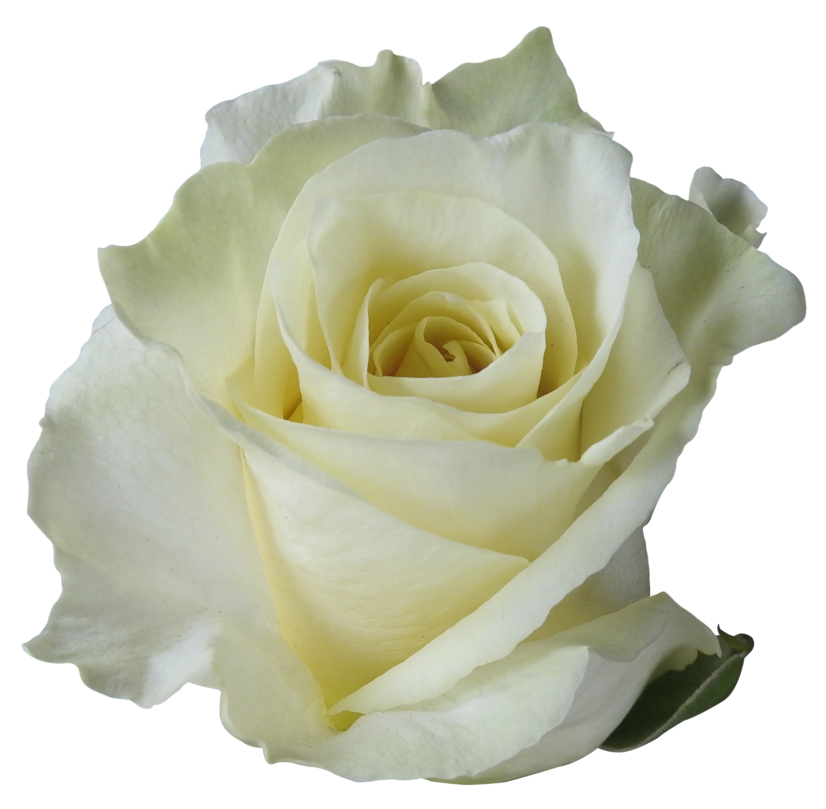 Esperance Roses