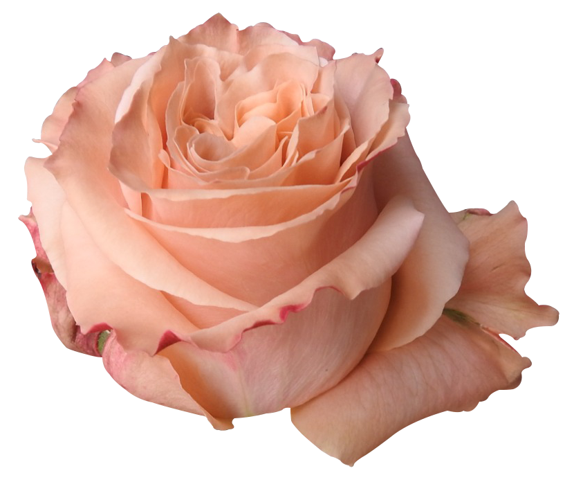 Esperance Roses